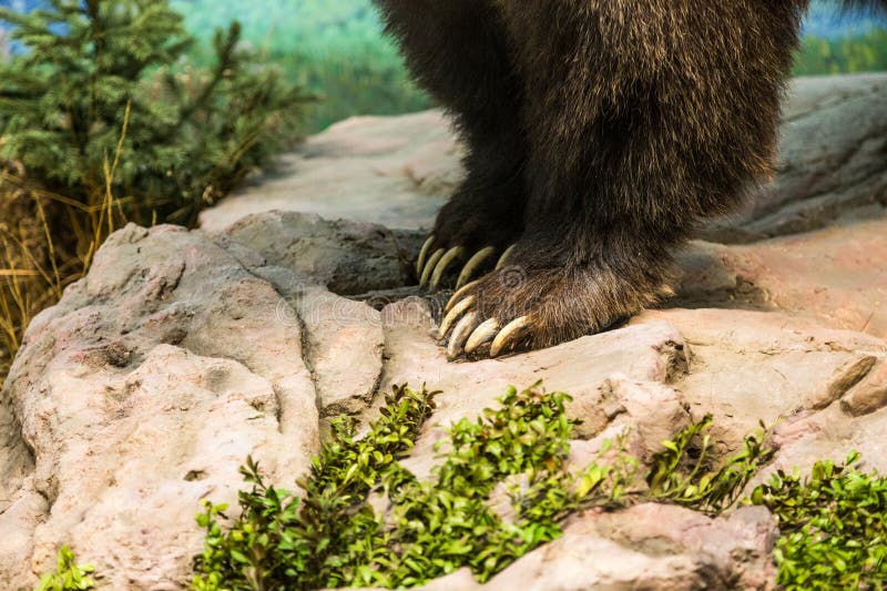 Griffes d'ours image stock. Image du ours, croc, slash - 27294841
