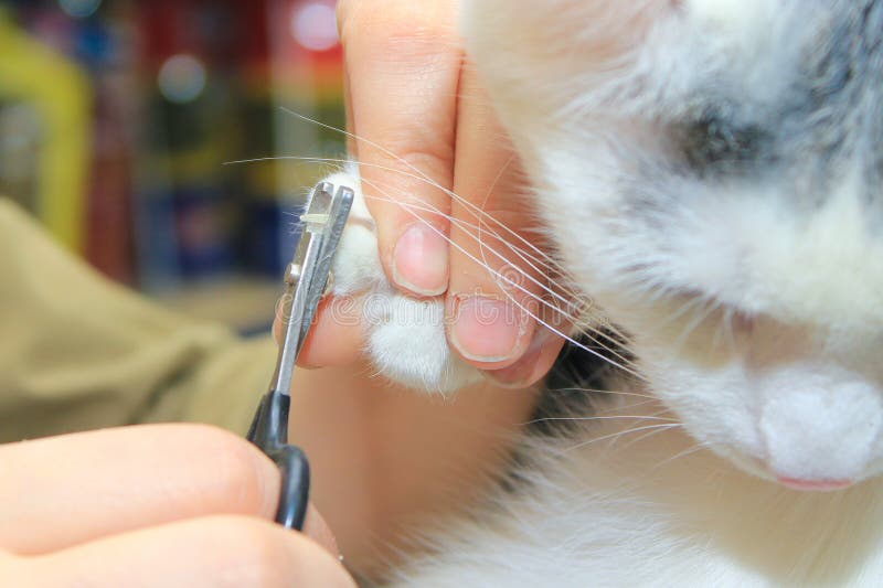 Griffes d'un chat blanc. image stock. Image du toilettage - 18512289