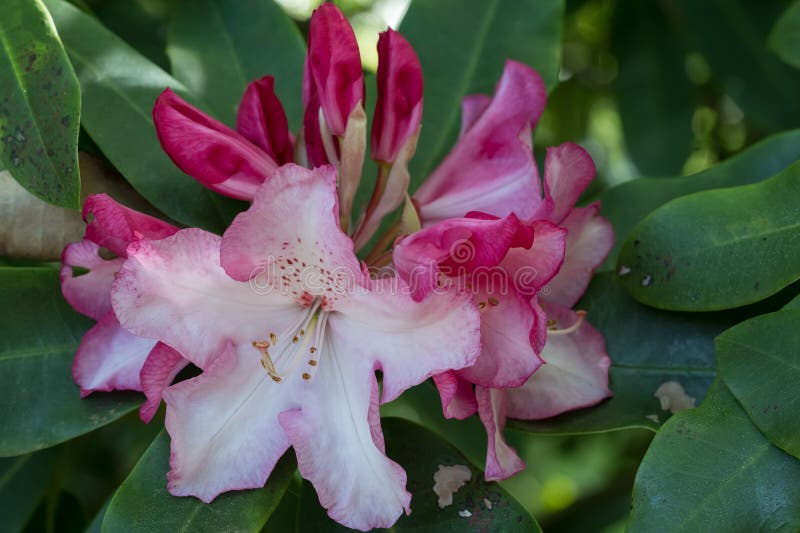 Griffithianum Hybrid Rhododendron Lems Monarch, Pink To Ruby-red ...