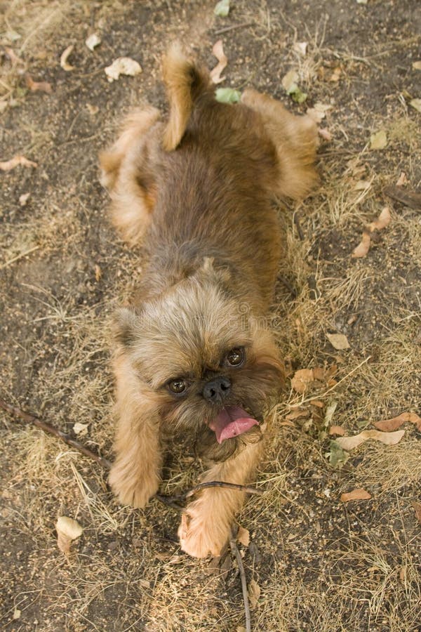 Griffon stock image. Image of stick, small, hold, lying - 22680031