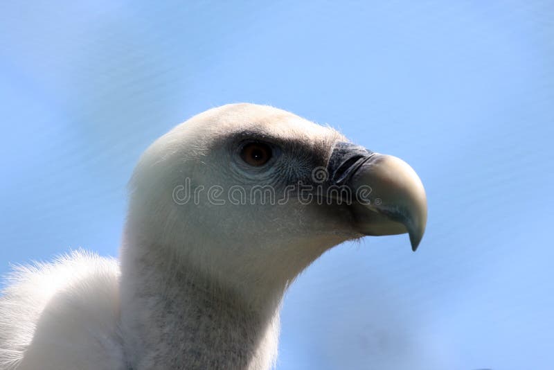 Griffon stock image. Image of feather, portrait, looking - 26375631