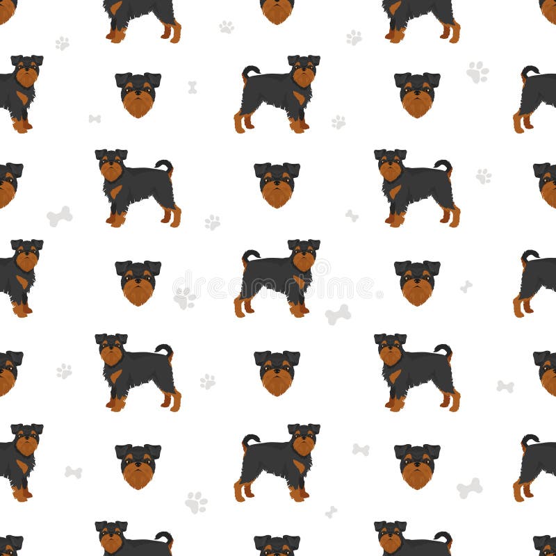 Griffon Belge Seamless Pattern. Different Poses, Coat Colors Set Stock ...