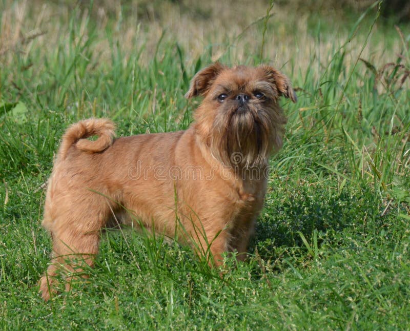 Griffon brussel stock photo. Image of dragonfly, breeze - 44372792