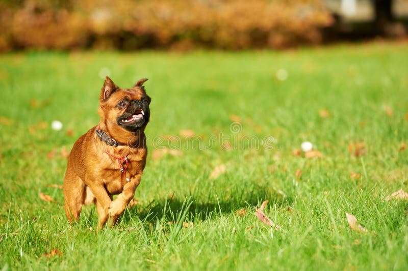 Griffon Brussels Petit Brabancon Dog Stock Photo - Image of portrait ...