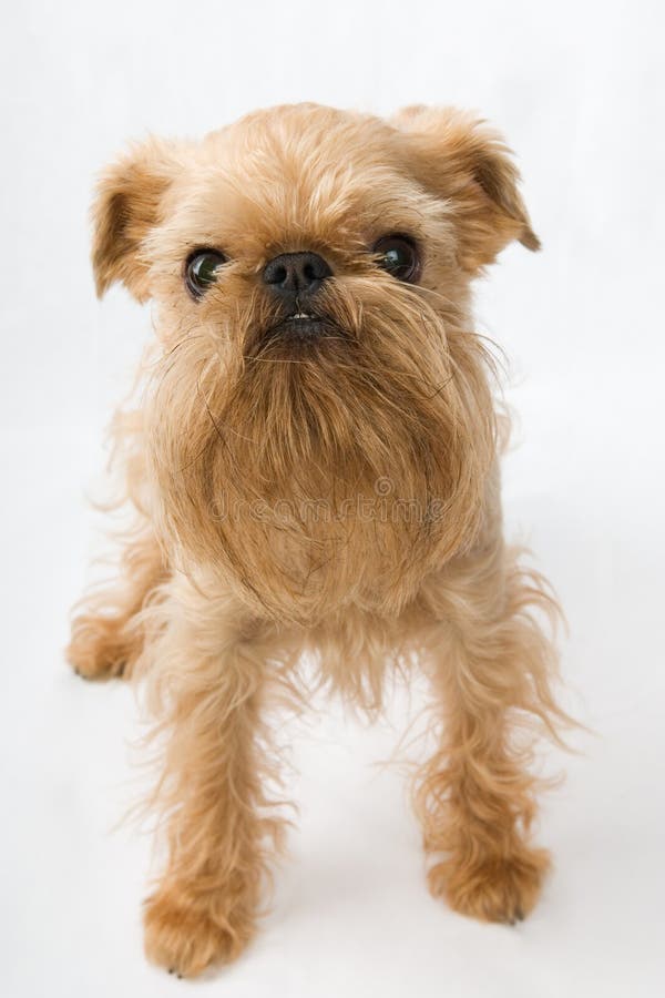 Griffon Bruxellois stock image. Image of grooming, cute - 15016561