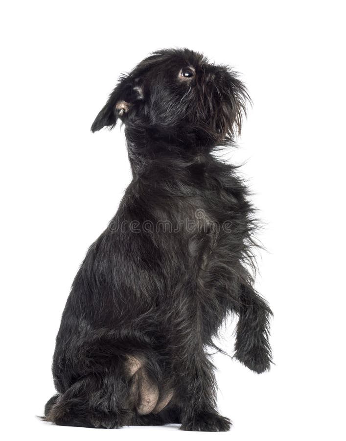 Side View Griffon Bruxellois 2 Years Old Stock Photos - Free & Royalty ...