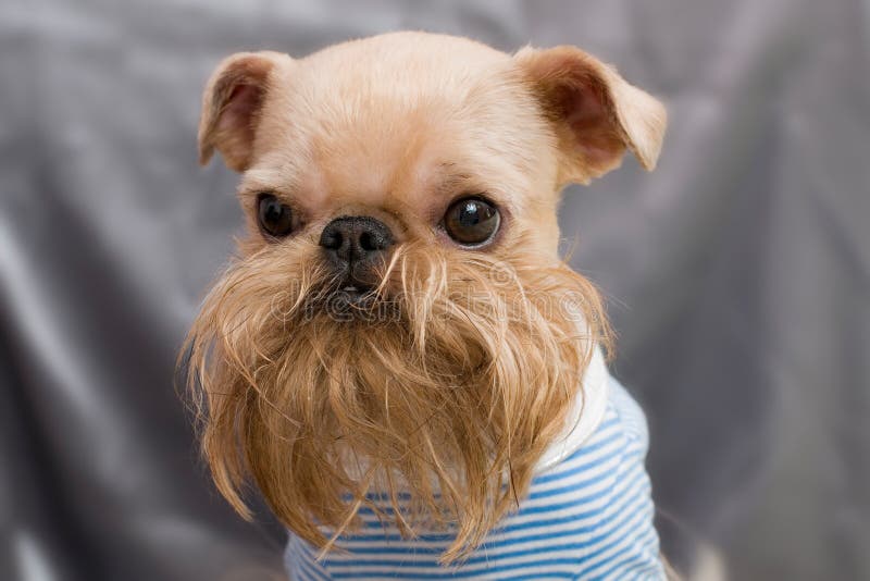 Brussels Griffon Haircut Griffon Bruxellois Dog Breed | UKPets