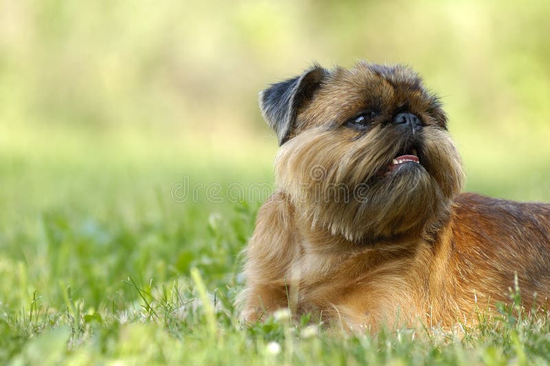 Griffon stock photo. Image of summer, small, griffon - 36351478