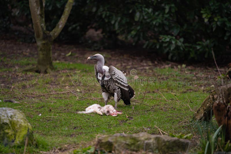 Griffon Eagle or Griffin, Large Carnivorous Predatory Bird Stock Photo ...