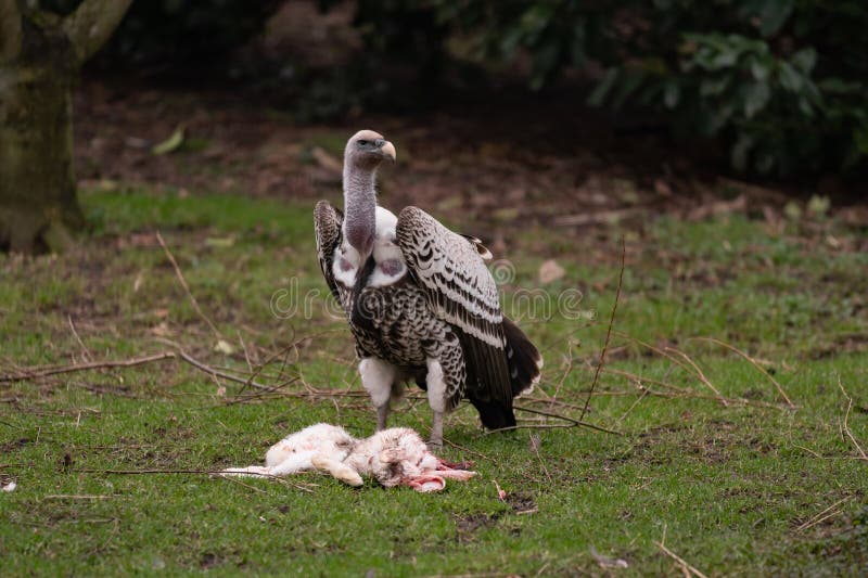 Griffon Eagle or Griffin, Large Carnivorous Predatory Bird Stock Photo ...