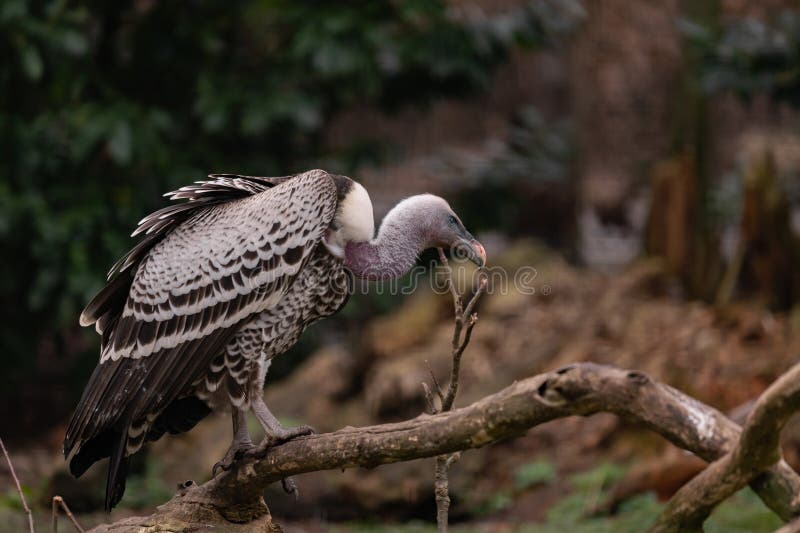 Griffon Eagle or Griffin, Large Carnivorous Predatory Bird Stock Image ...