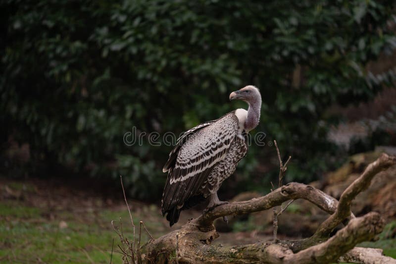 Griffon Eagle or Griffin, Large Carnivorous Predatory Bird Stock Photo ...