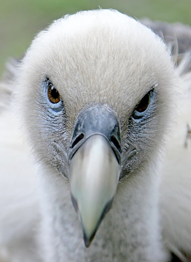 Avvoltoio di Griffon 3 fotografia stock. Immagine di tenebroso - 5462646