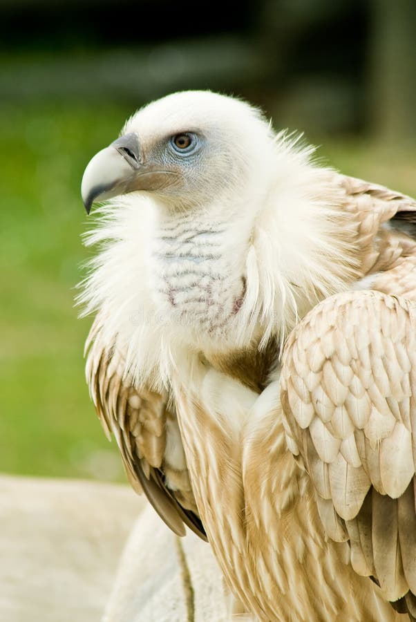 Griffon Geier stockbild. Bild von verwischt, schnabel - 13355183