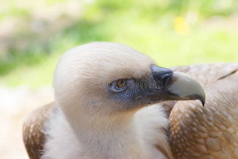 Griffon Geier stockbild. Bild von raubvögel, gefieder - 7840891