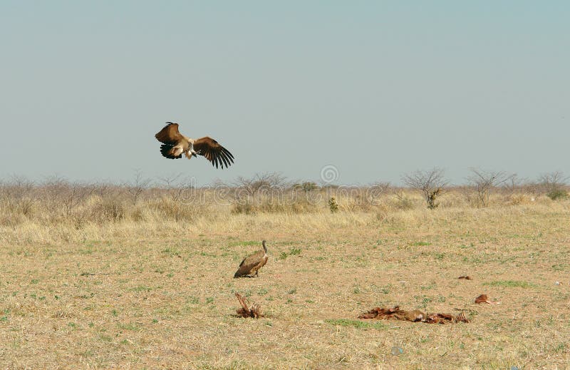 Griffon is going to dinner stock image. Image of threats - 18471831