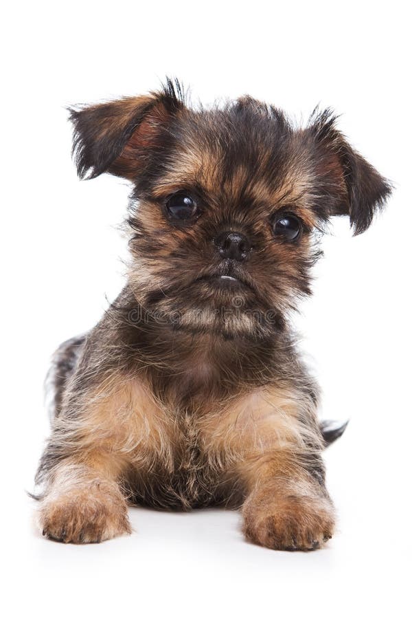 Griffon puppy stock photo. Image of carnivore, camera - 9054846