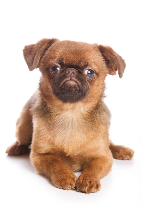 Smooth Haired Brussels Griffon Puppy Stock Photo - Image of bruxellois ...