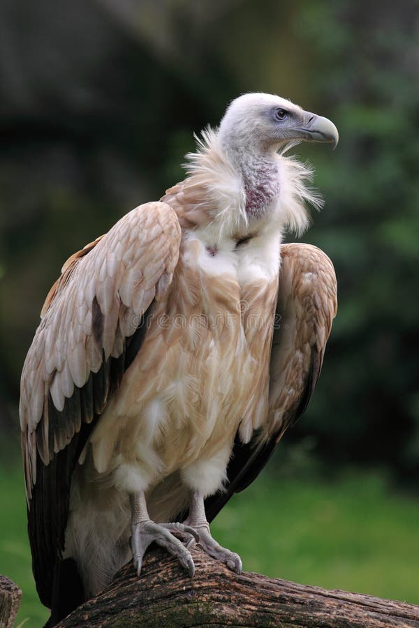 Griffon vulture stock image. Image of animal, nature - 26191913