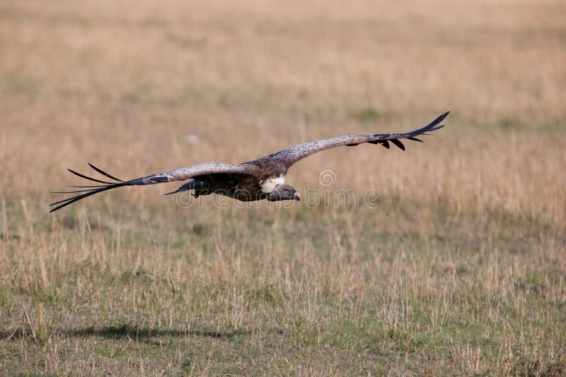 Griffon Vulture stock image. Image of eater, fulvus, gyps - 23787857