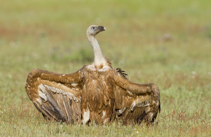 Griffon vulture stock image. Image of eagle, tail, wings - 26273911