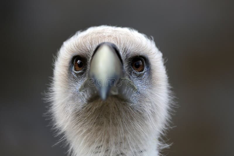 Griffon vulture stock image. Image of accipitridae, face - 27055641