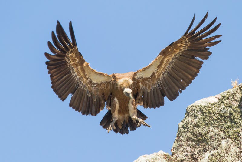 The Cape Griffon or Cape Vulture Stock Photo - Image of africa ...