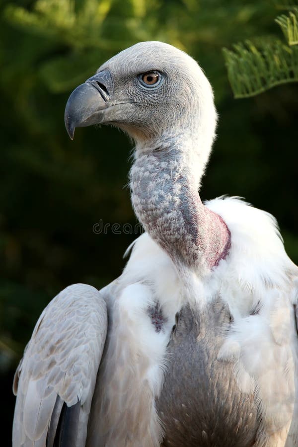 Griffon Vulture Bird Portrait Stock Image - Image of raptor, griffon ...