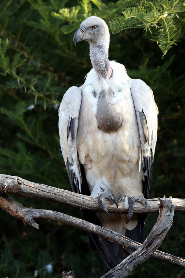 Griffon Vulture Bird stock photo. Image of outdoor, wilderness - 38582542