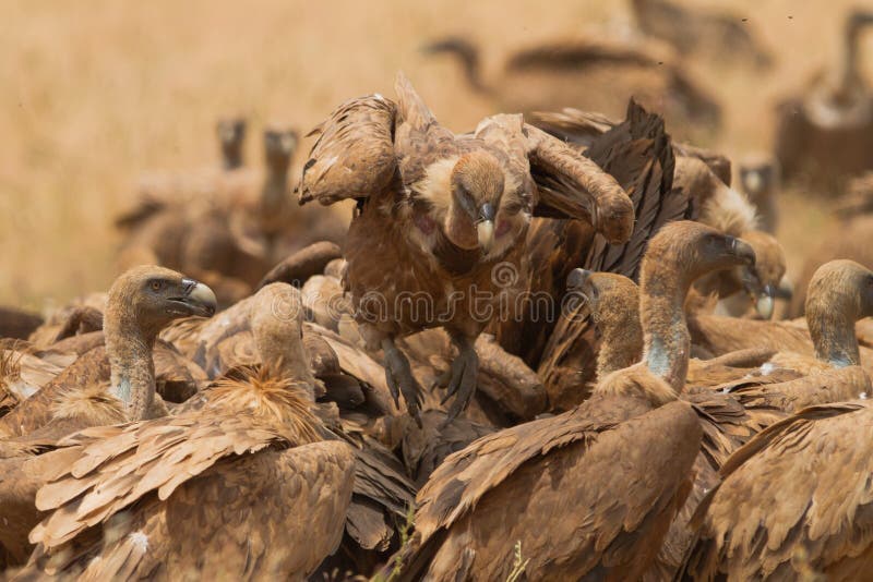 Griffon Vulture on a Carcass Stock Photo - Image of scavenger, feather ...