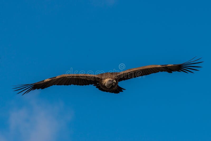 Griffon vulture in flight stock image. Image of condor - 87308527