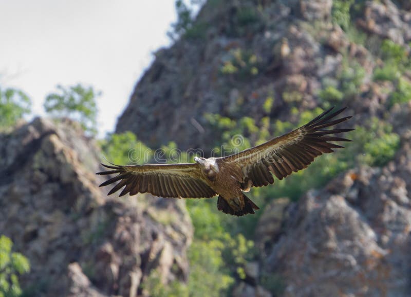 Condor stock image. Image of carnivorous, birds, defiance - 609365