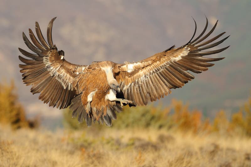 Griffon vulture flying stock photo. Image of accipitriformes - 107422612
