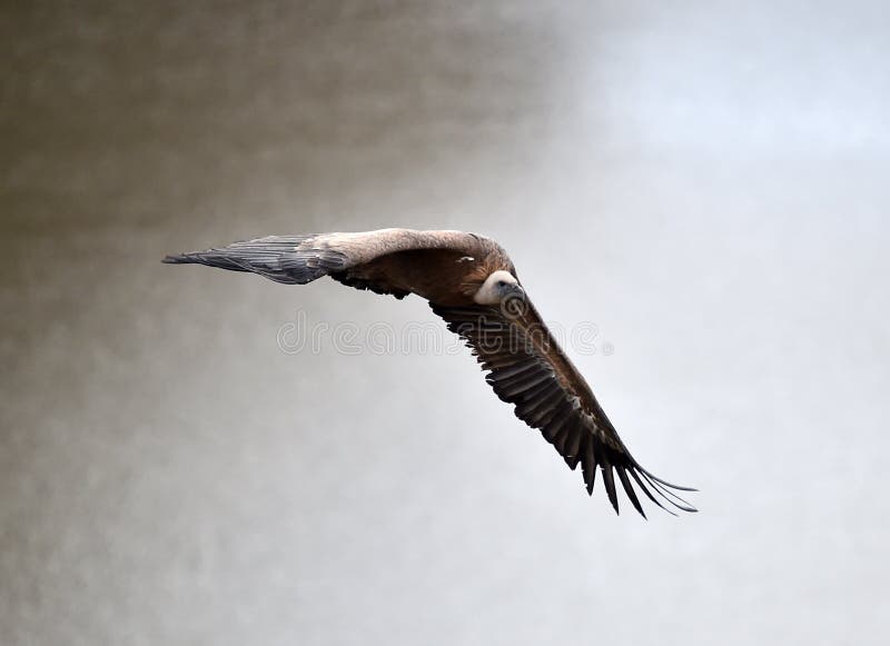 A Griffon Vulture Flying in a Natural Park Stock Image - Image of ...