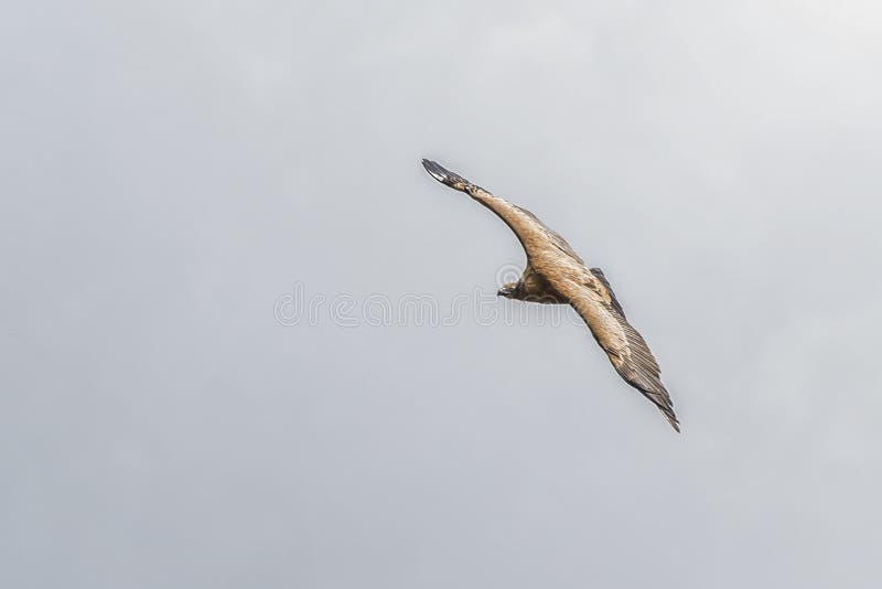 Free Flight of a Seagull in a Blue Sky with Beautiful Clouds. a Bird in ...
