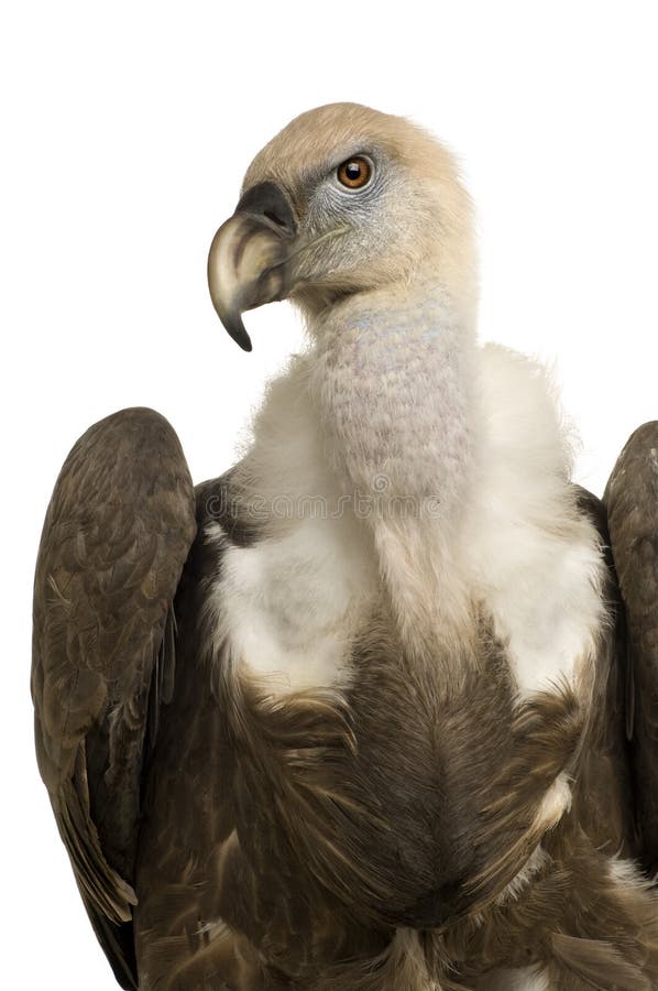 Griffon vulture stock photo. Image of prey, gyps, vulture - 23424830
