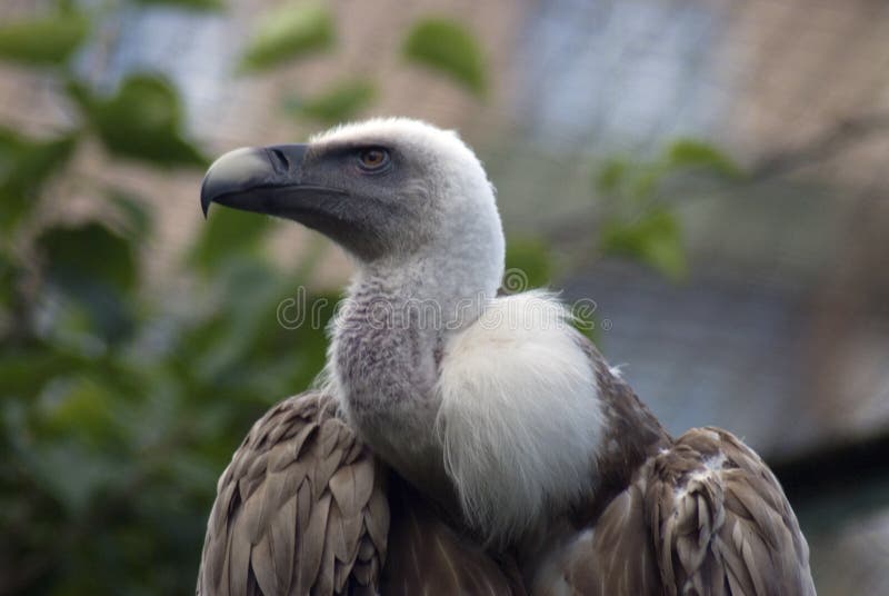 Griffon Vulture Bird Portrait Taken in Moscow Zoo. Stock Image - Image ...