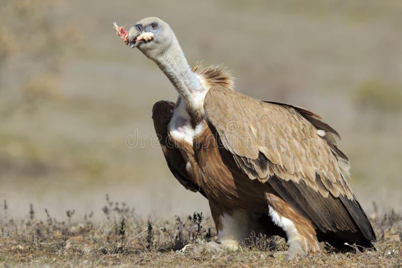 Vulture Eating Meat Stock Photos - Download 279 Royalty Free Photos