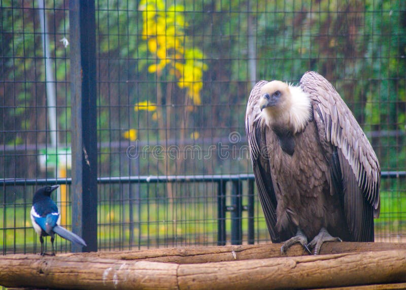 Griffon Vulture Looking a Magpie Stock Image - Image of wilderness ...