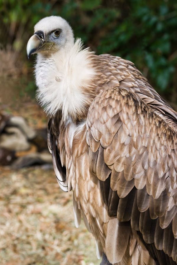 Griffon Vulture - Majestic Bird Stock Image - Image of scavenger, beak ...