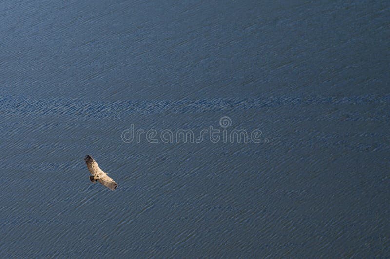 Griffon Vulture over water stock image. Image of overview - 26569693