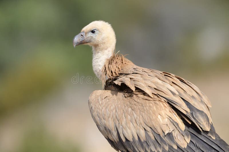 Griffon Vulture stock photo. Image of griffon, colourful - 34716432