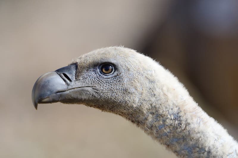 Griffon vulture stock image. Image of headshot, beak - 53227689