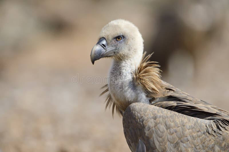 Griffon vulture stock photo. Image of nature, portrait - 53229490