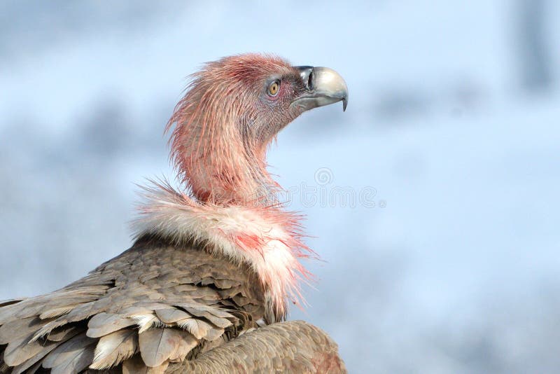 Griffon Vulture Portrait in Winter Stock Photo - Image of bird, snow ...