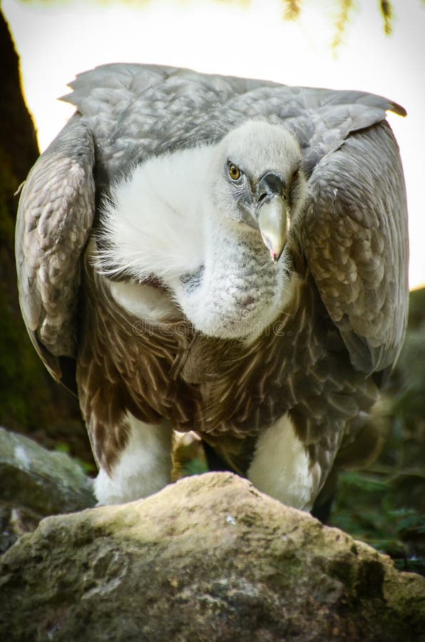 Griffon Vulture stock image. Image of beauty, head, falcon - 38560309