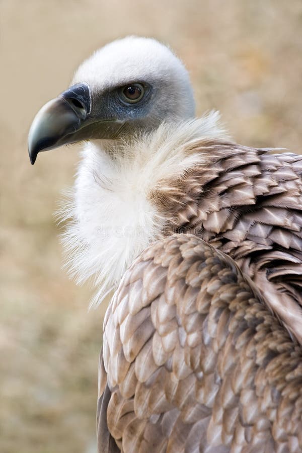 Griffon Vulture - Majestic Bird Stock Image - Image of scavenger, beak ...