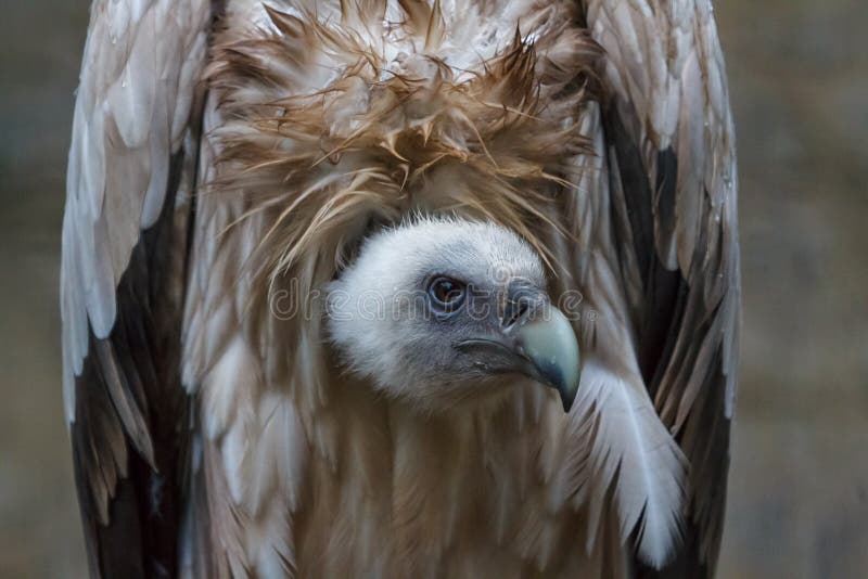 Close-up Ruppells Griffon Vulture In Flight From Below Stock Photo ...