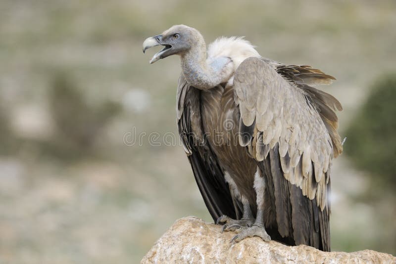 Griffon Vulture Standing on a Rock. Stock Image - Image of nature ...