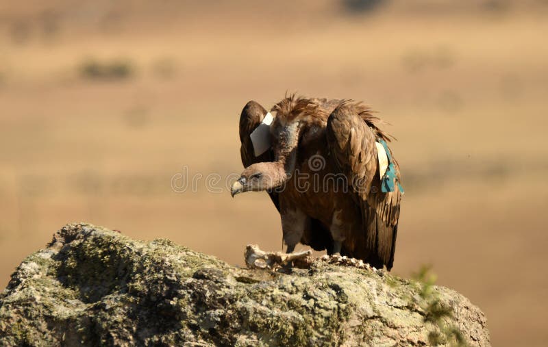 Magpie on the Rocks a Beautiful and Bright Picture Stock Image - Image ...